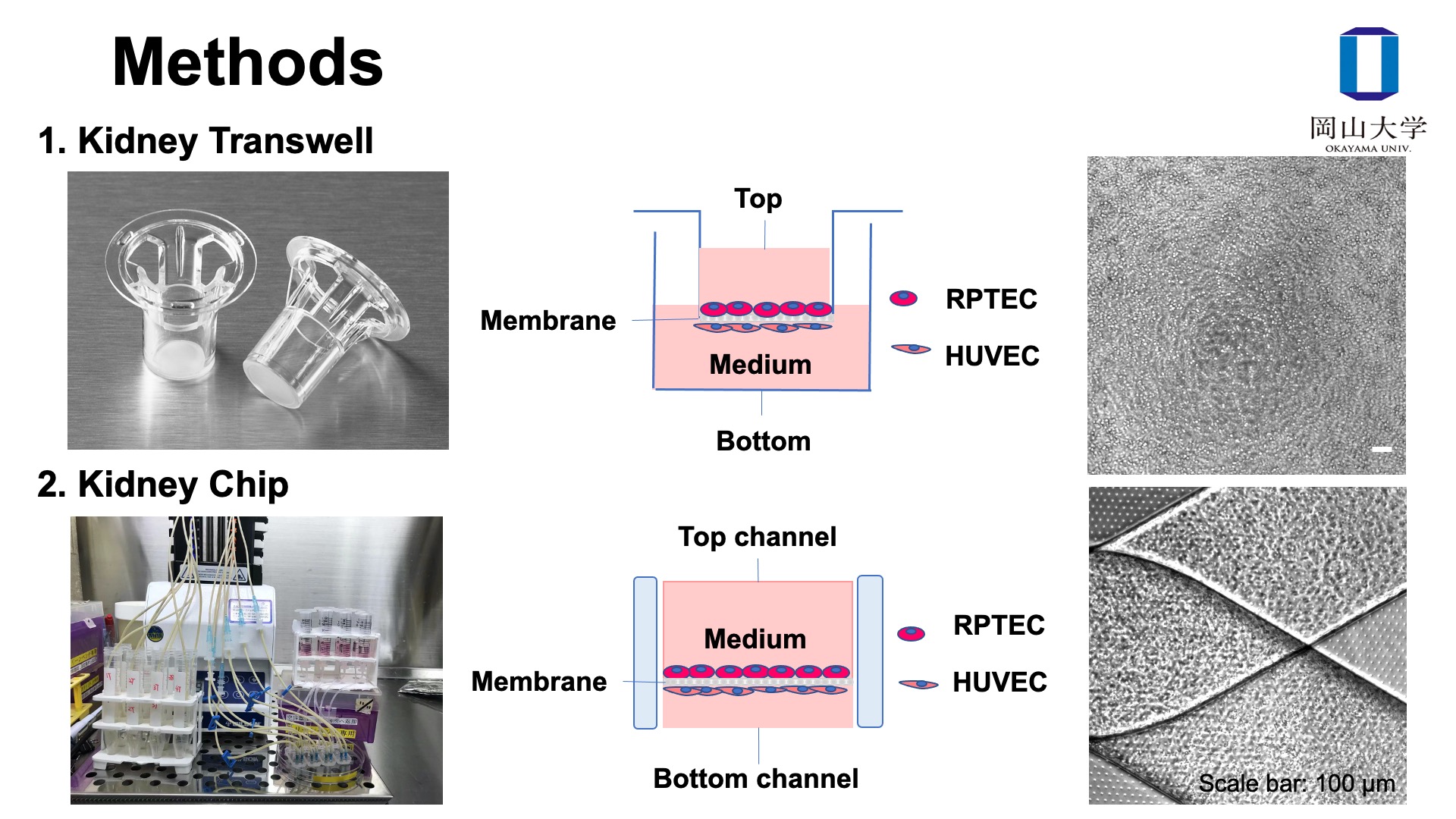 Progress report for the kidney-on-a-chip project - Ken Takahashi